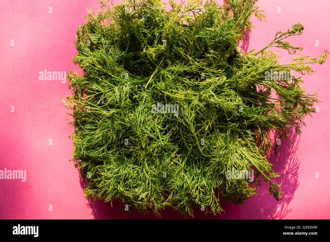 Dill green leafy vegetable, raw winter seasonal special veggie, thin ...