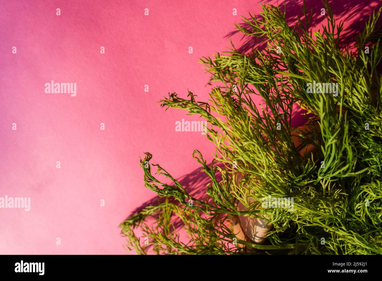 Dill green leafy vegetable, raw winter seasonal special veggie, thin ...