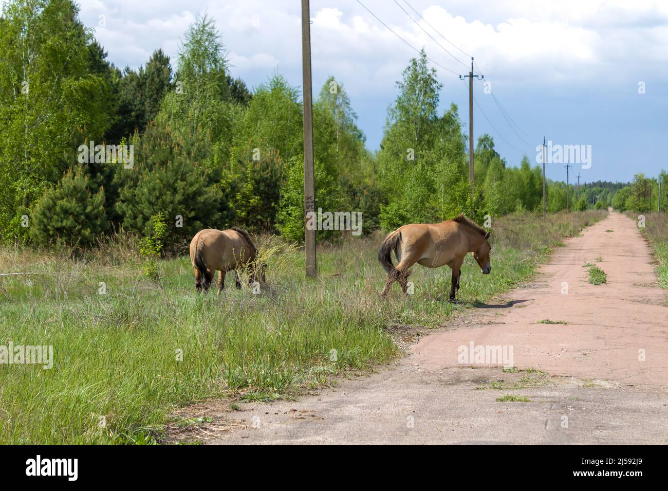 wild horses in chernobyl zone Stock Photo - Alamy