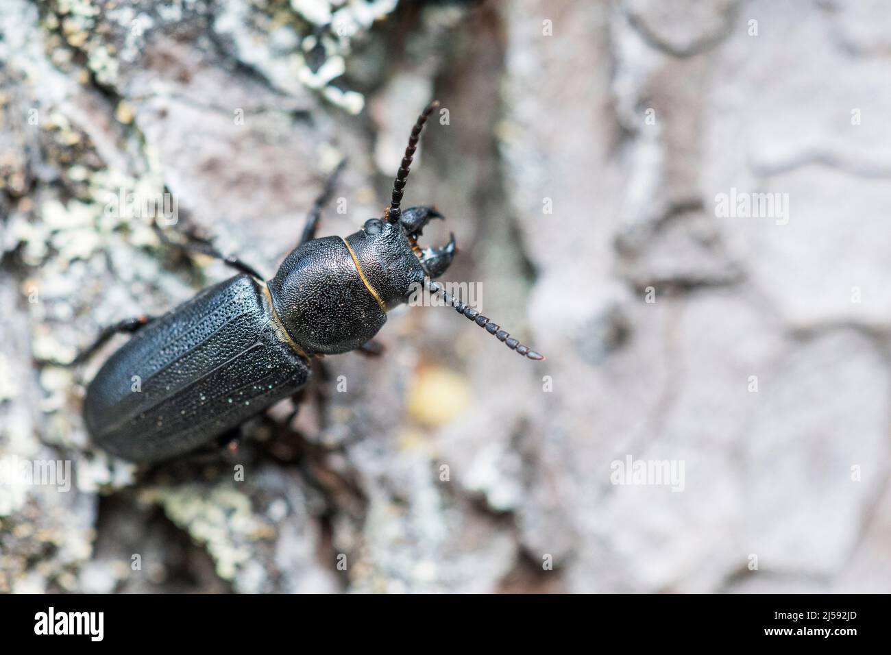 Black Longicorn Beetle, Spondylis buprestoides Stock Photo - Alamy