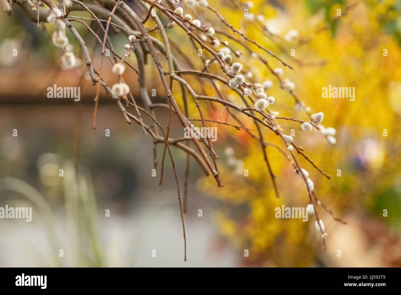 Branches with buds on a tree in a blooming spring garden. Yellow ...