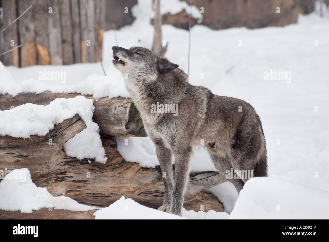 Wild black canadian wolf is and standing and howling on a white snow ...