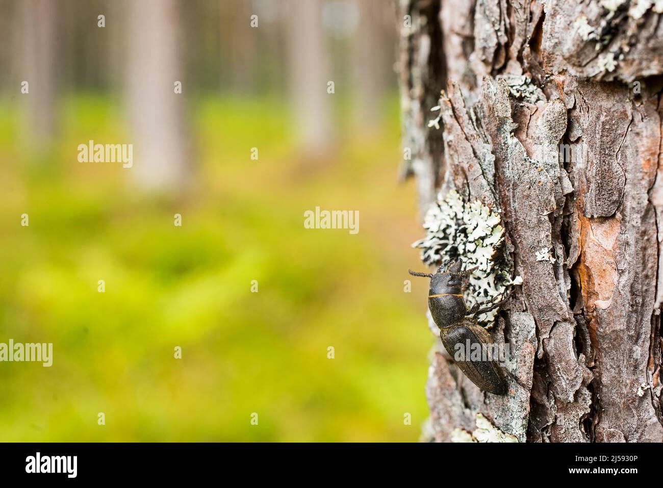 Black Longicorn Beetle, Spondylis buprestoides Stock Photo - Alamy
