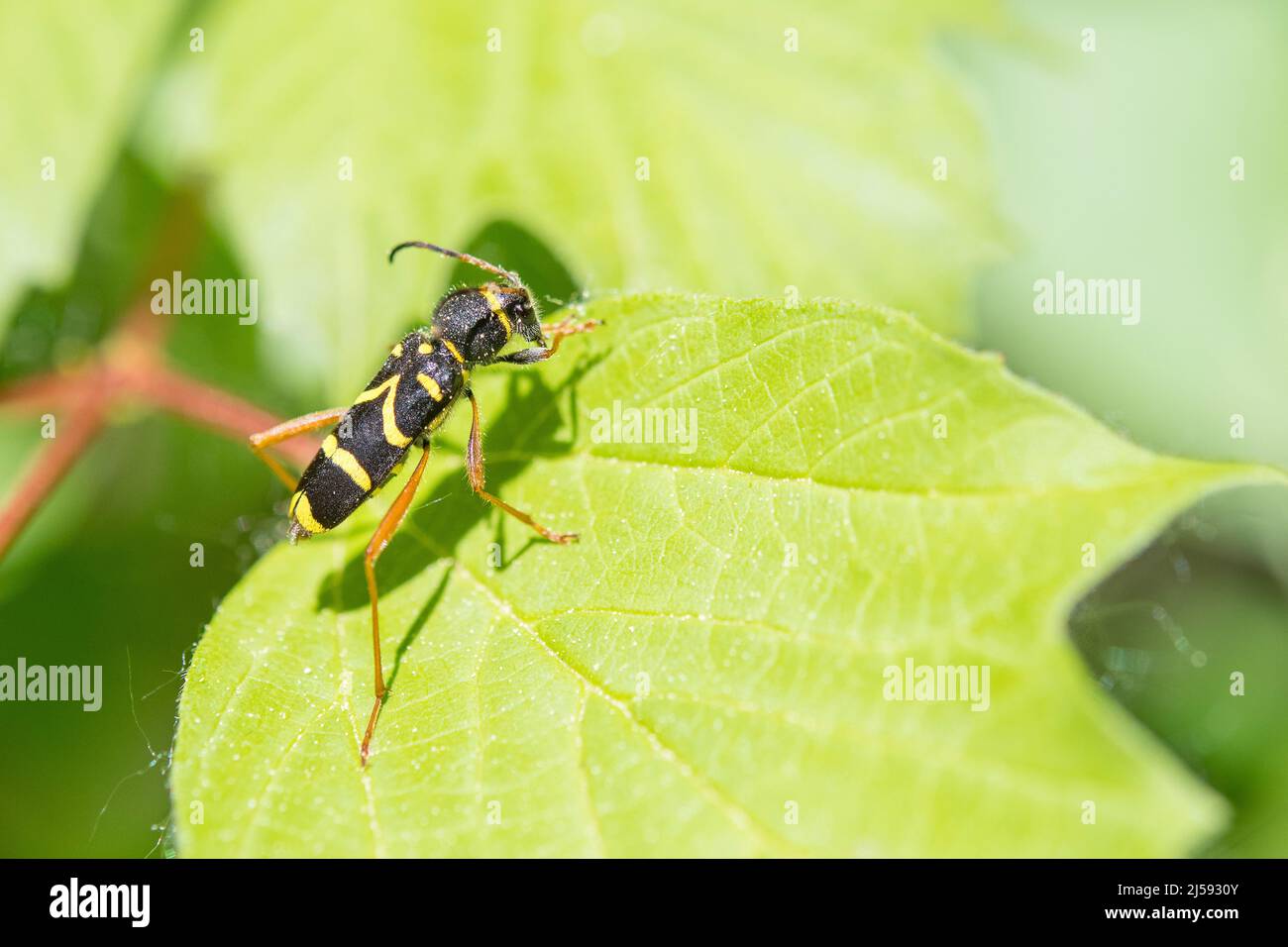 Clytus arietis, the wasp beetle, is a wasp-mimicking longhorn beetle ...