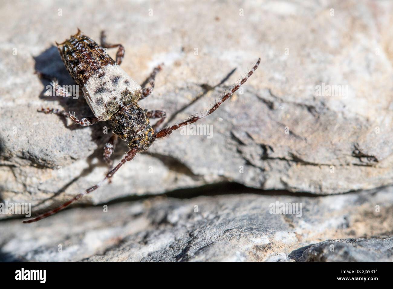 Pogonocherus hispidulus, the greater thorn-tipped longhorn beetle, is a ...