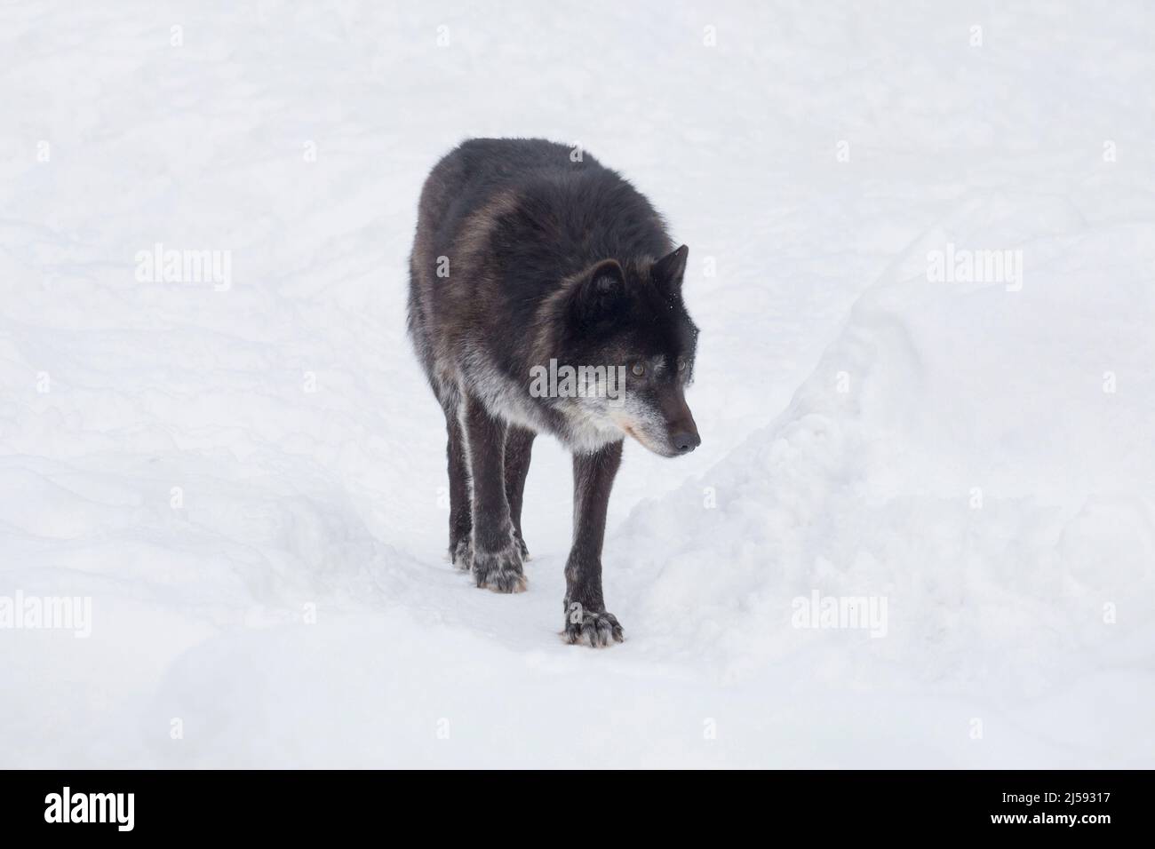 Big black canadian wolf is walking on a white snow. Canis lupus ...