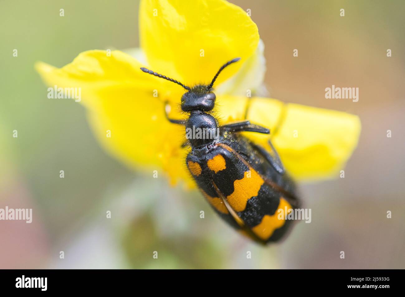 Mylabris variabilis is a species of blister beetle belonging to the ...
