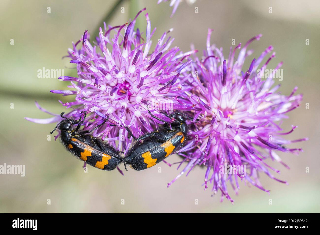 Mylabris variabilis is a species of blister beetle belonging to the ...