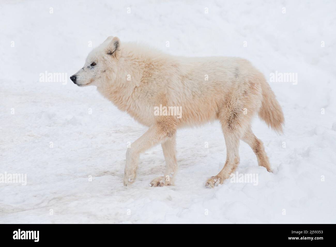 Big white wolf is running on a white snow. Canis lupus arctos. Polar ...