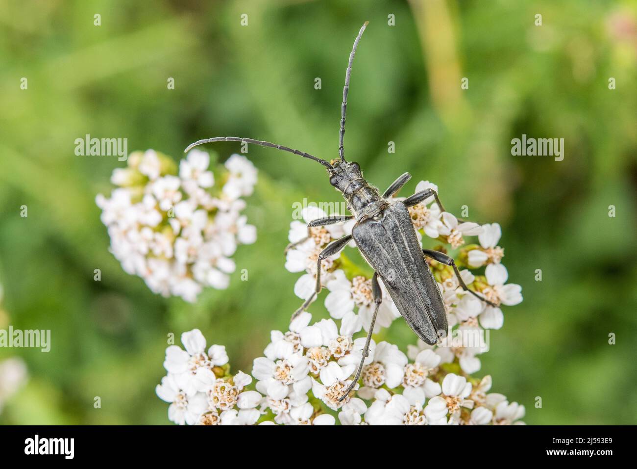 variable longhorn beetle, Stenocorus meridianus, female Stock Photo - Alamy