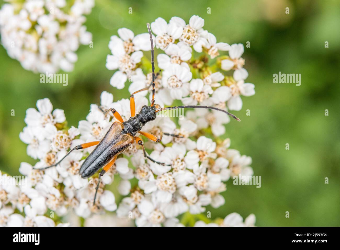 variable longhorn beetle, Stenocorus meridianus, male Stock Photo - Alamy