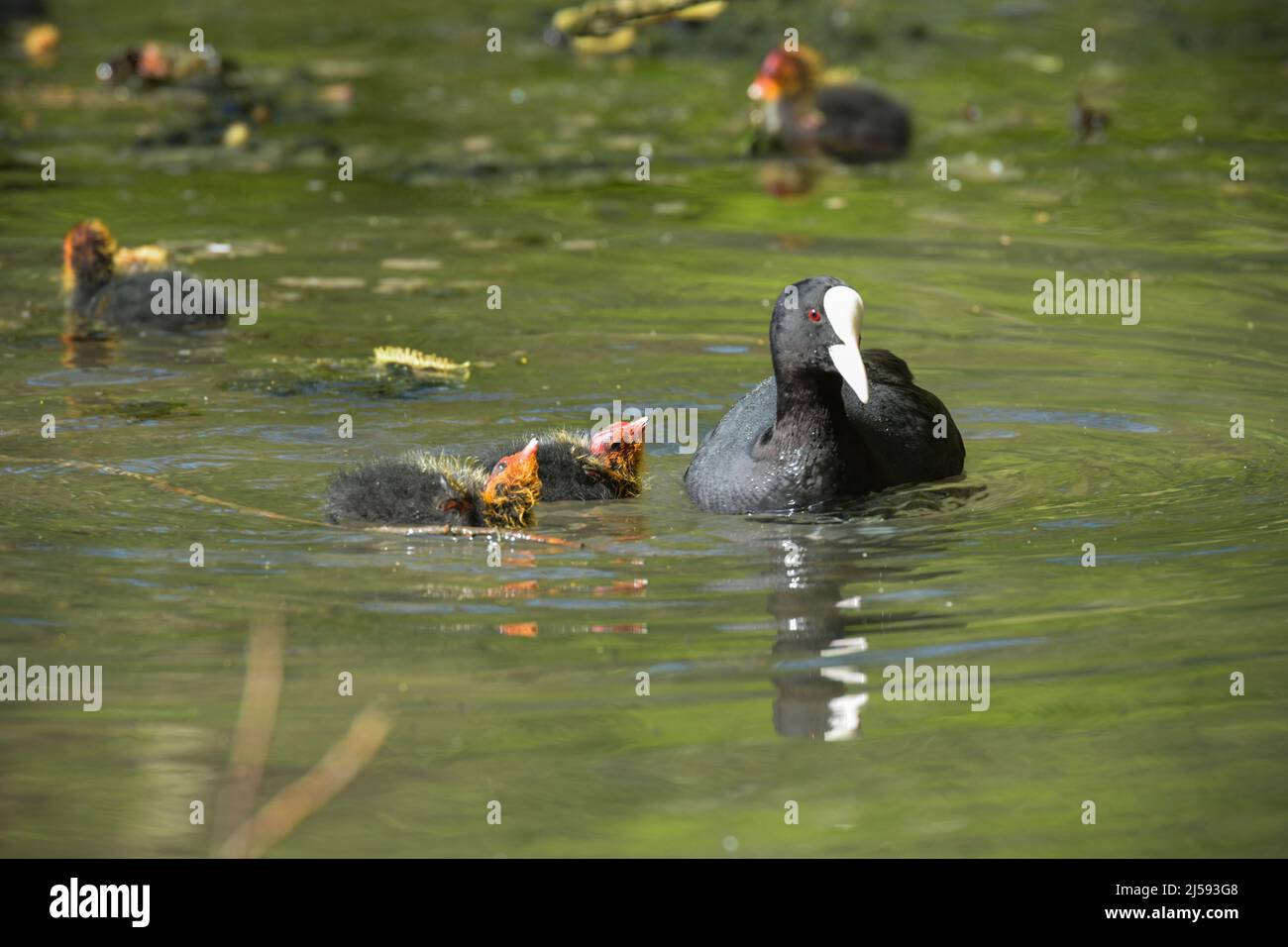view on a coot giving food to its babies on a pond Stock Photo - Alamy