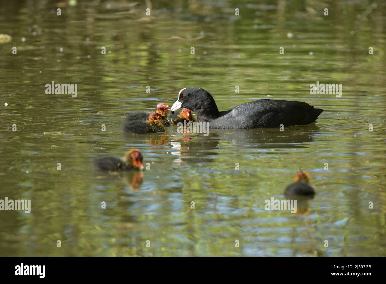 view on a coot giving food to its babies on a pond Stock Photo - Alamy