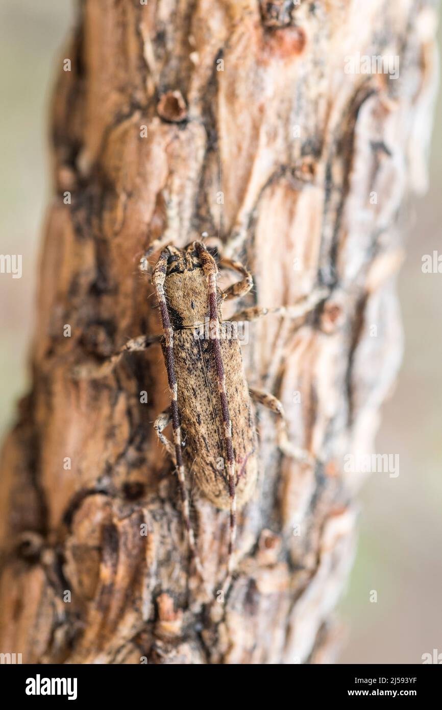 Endemic insects hi-res stock photography and images - Alamy
