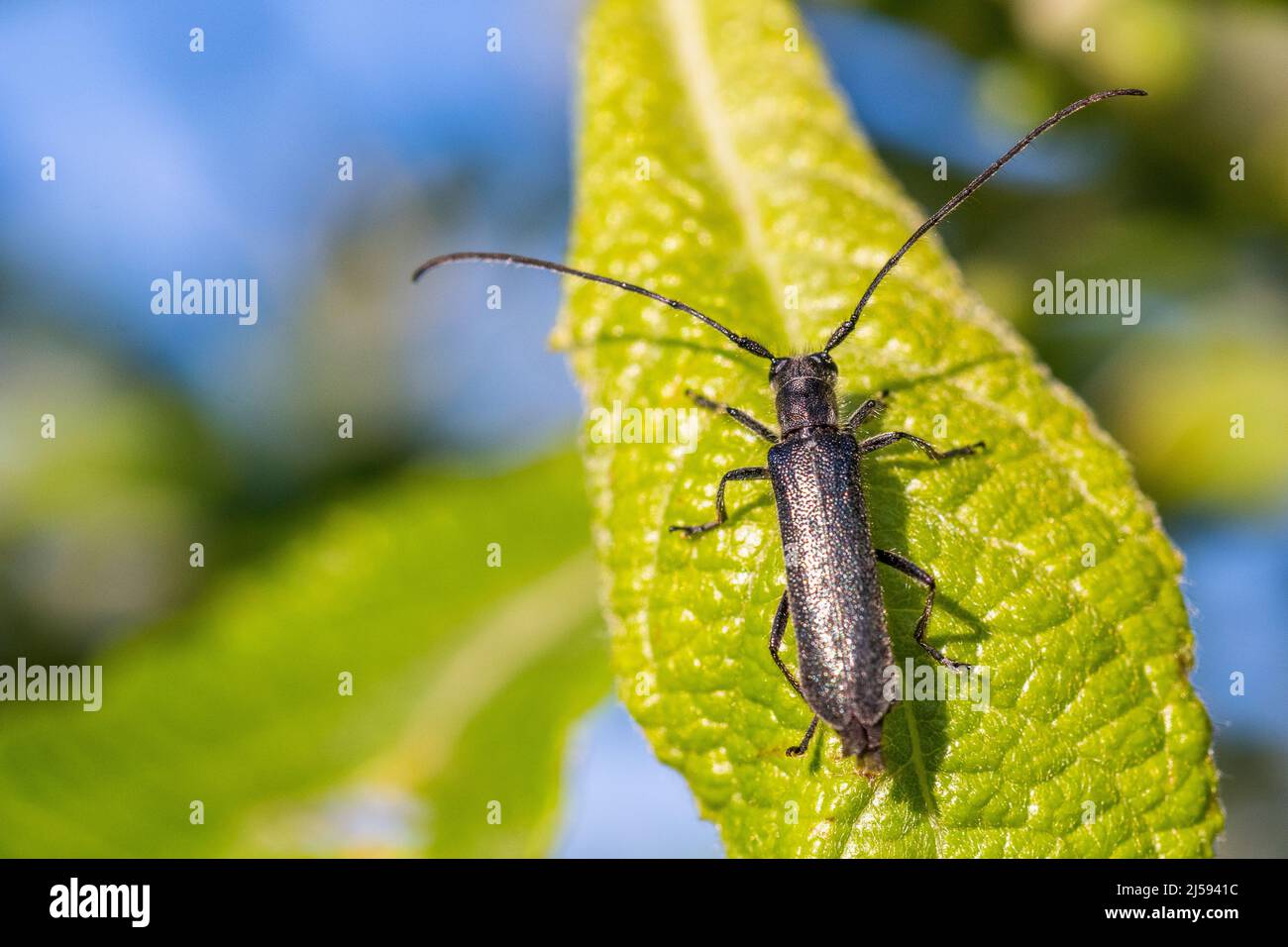 Lime Beetle, Stenostola dubia Stock Photo - Alamy