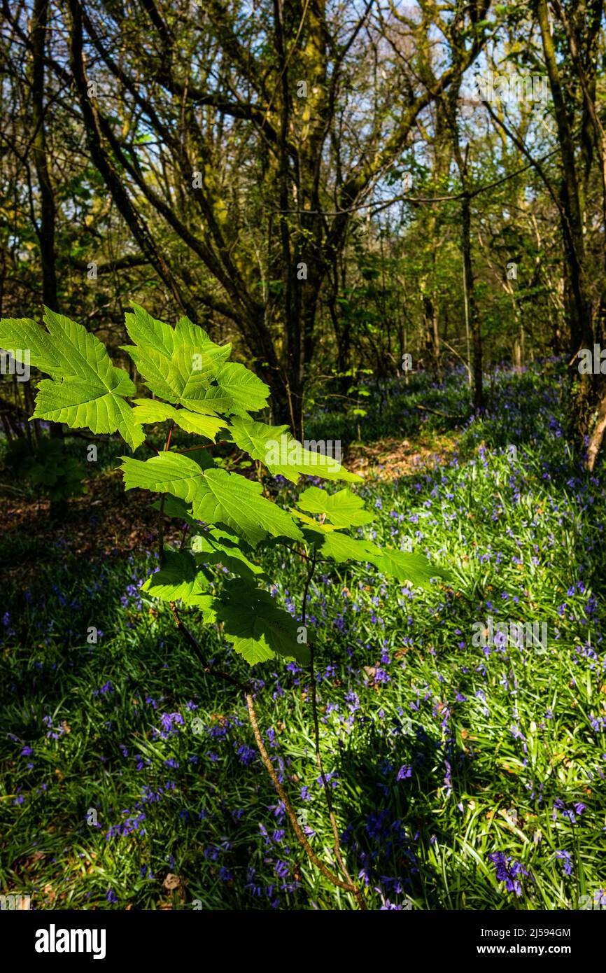 Bluebell Woodland in the Wenallt, Cardiff, Wales Stock Photo - Alamy