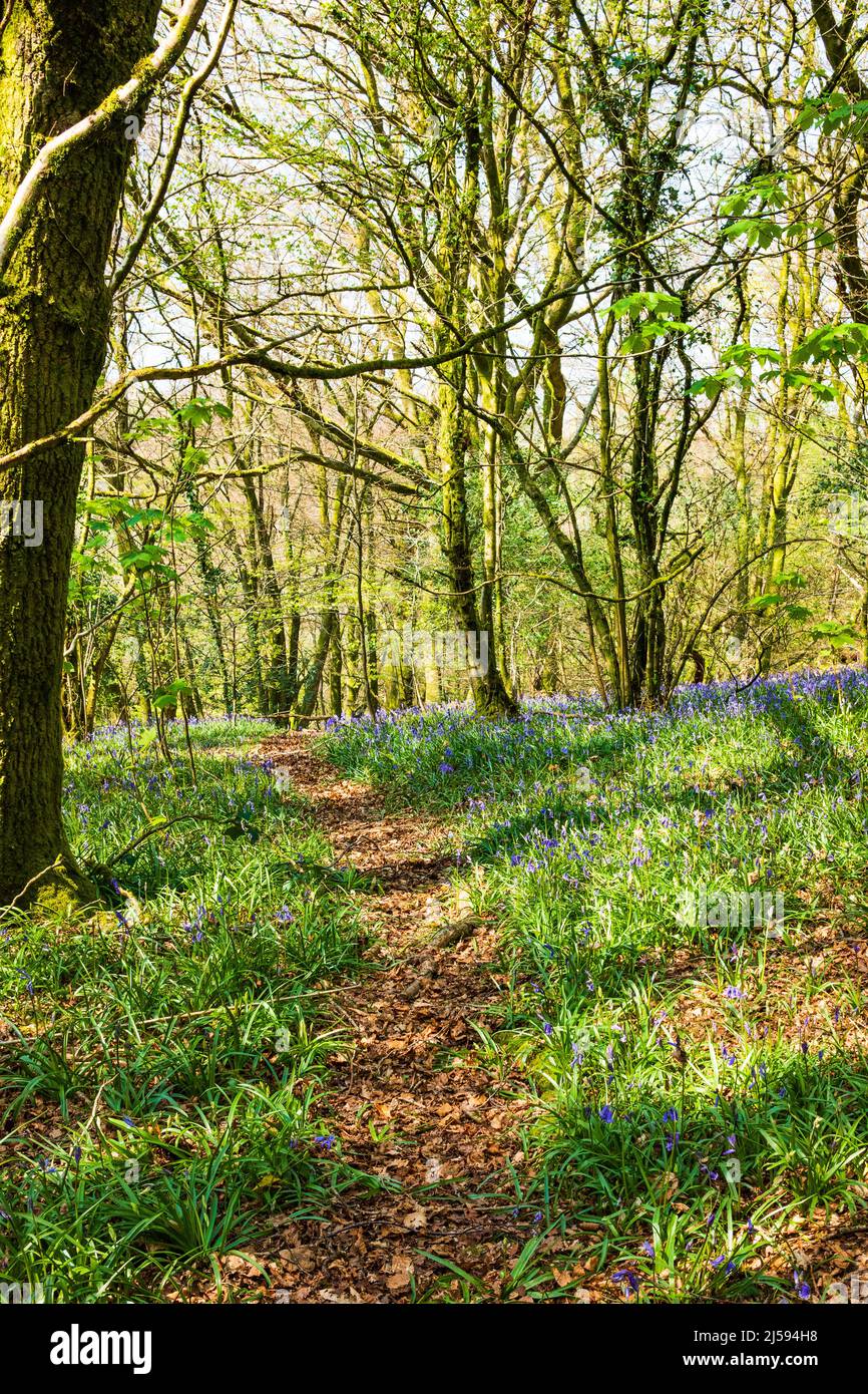 Path through a bluebell wood at Springtime Stock Photo - Alamy