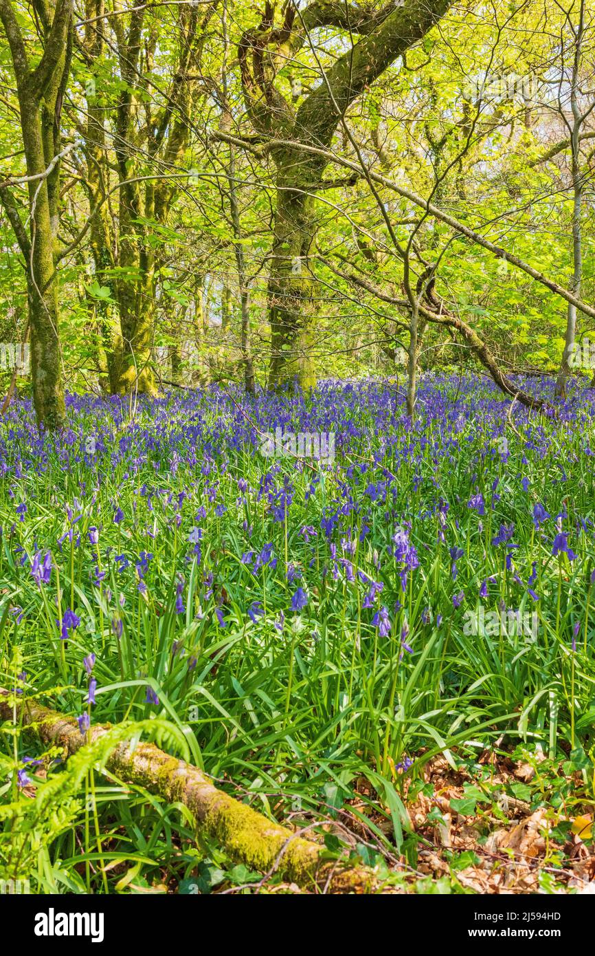 Cardiff forest hi-res stock photography and images - Alamy