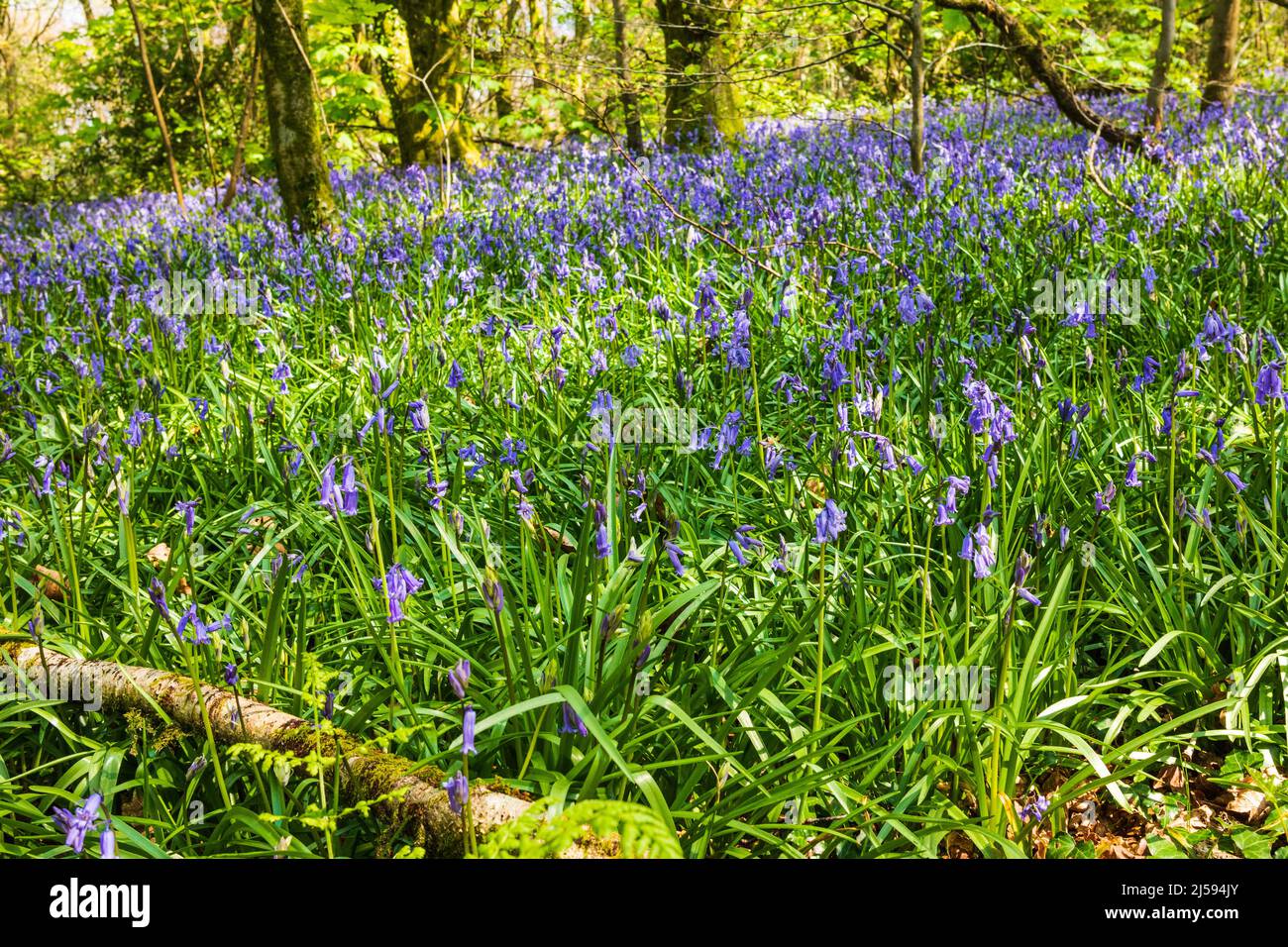 Welsh wood hi-res stock photography and images - Alamy