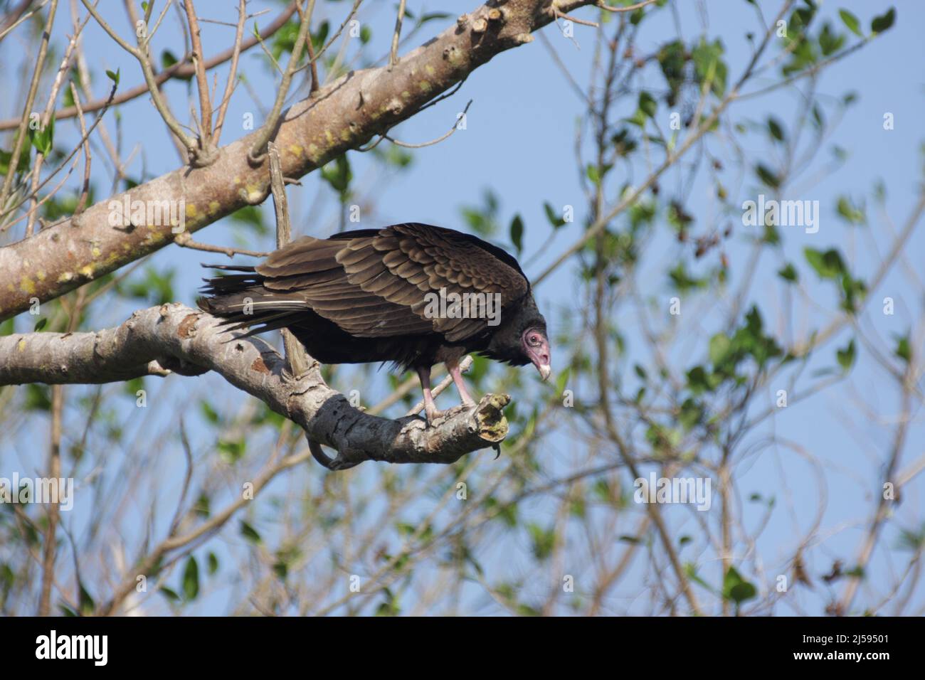 Turkey Vulture (Cathartes aura) in Big Cypress Swamp, Florida, USA ...
