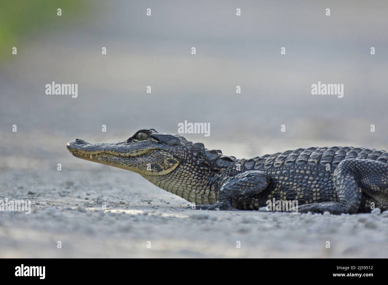 Mississippi alligator (Alligator mississippiensis) in Big Cypress Swamp ...