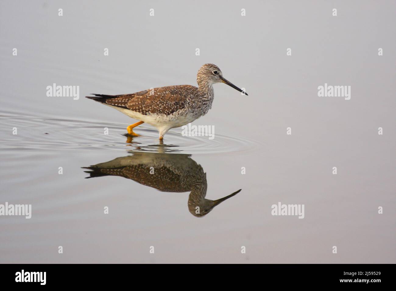 Greater Yellowshank (Tringa melanoleuca), Florida, USA Stock Photo - Alamy