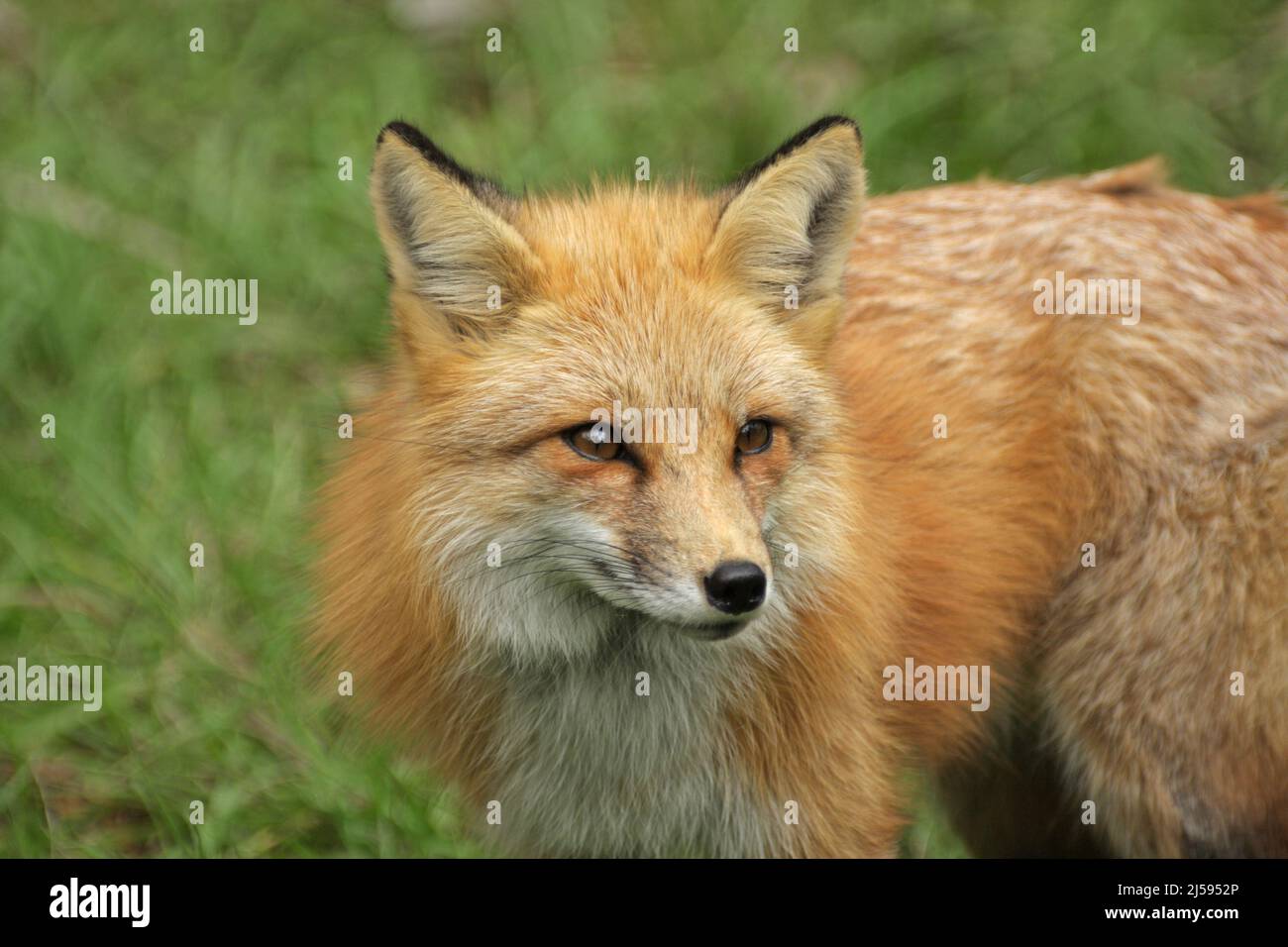 Portrait of Red Fox (Vulpes vulpes) captive in Homosassa, Florida, USA ...