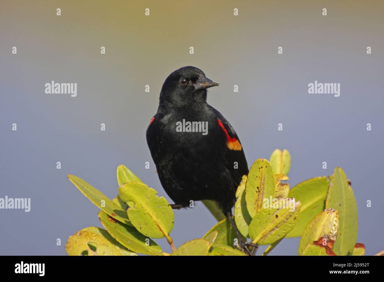 Male Red-winged Blackbird (Agelaius phoeniceus) on Merritt Island ...