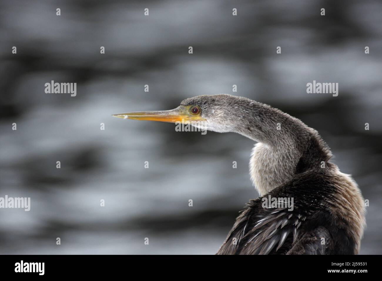 Male American darter (Anhinga anhinga) at Myakka River State Park ...