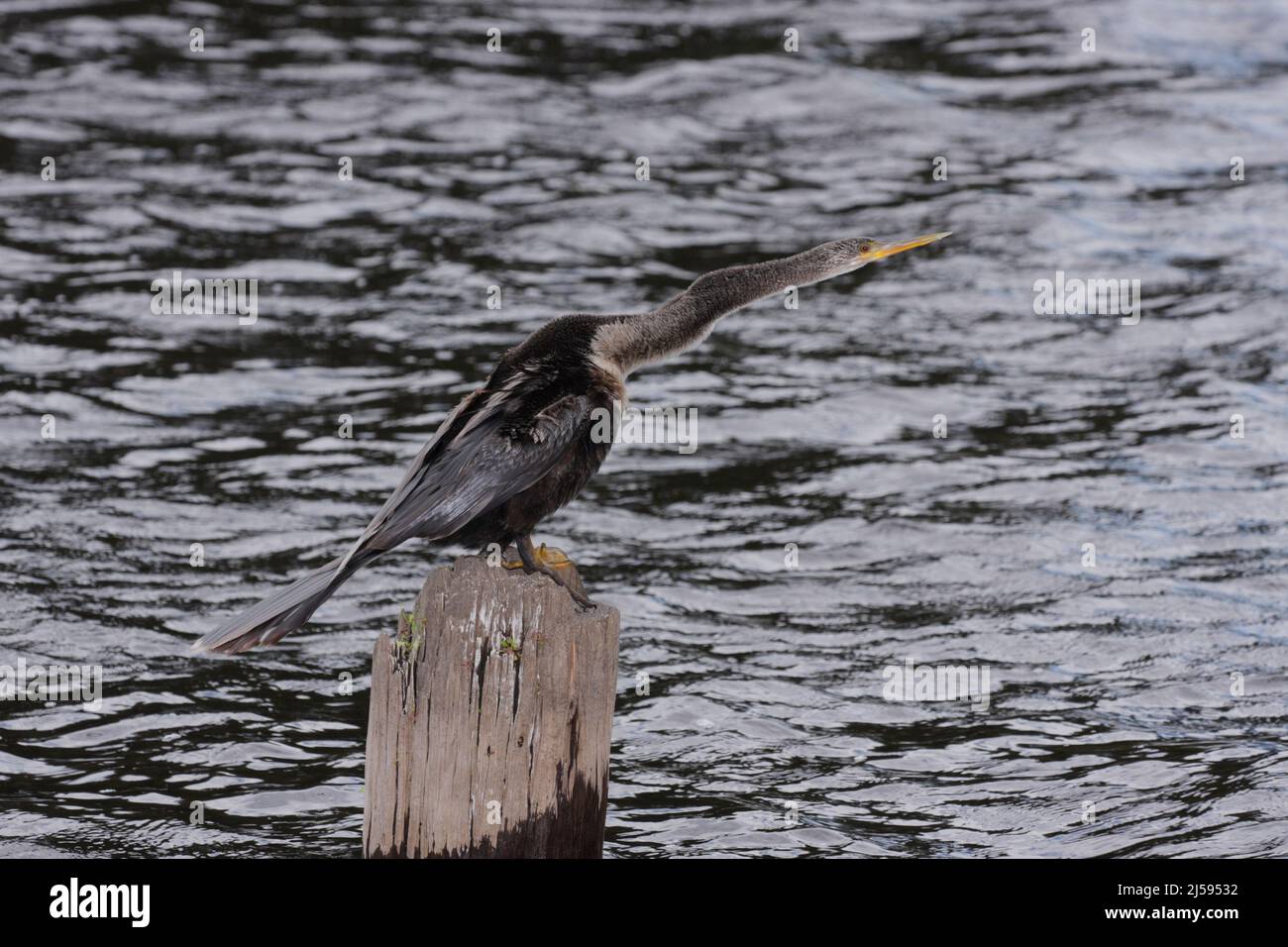 American darter (Anhinga anhinga) perched on a pole with a frightened ...
