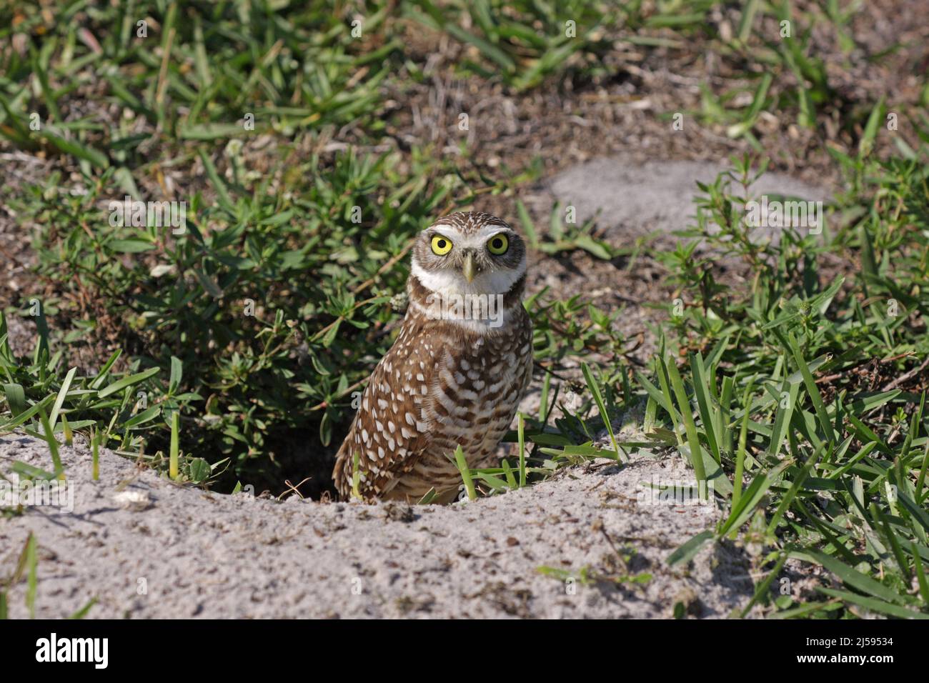 Burrowing Owl (Athene cunicularia) at Animal Den near Cape Corel ...