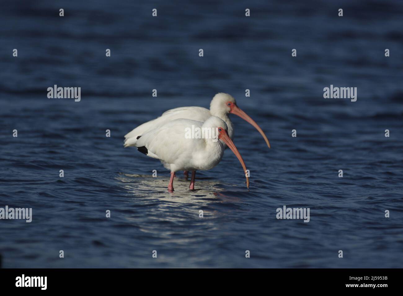 Two white ibis (Eudocimus albus) in Myakka River State Park, Florida ...