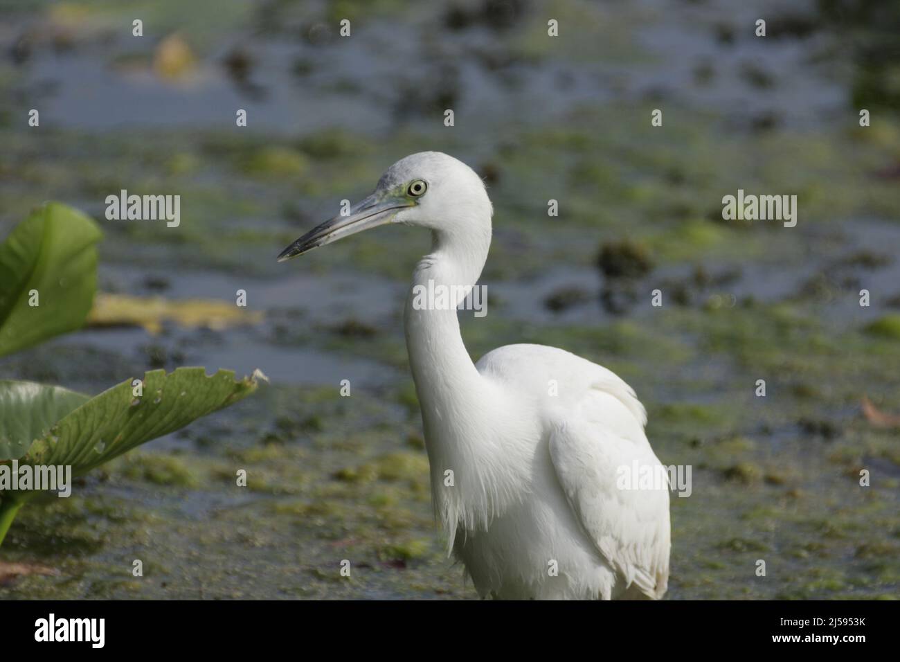 Juvenile Blue Heron (Egretta caerulea) in the Ocala National Forest ...