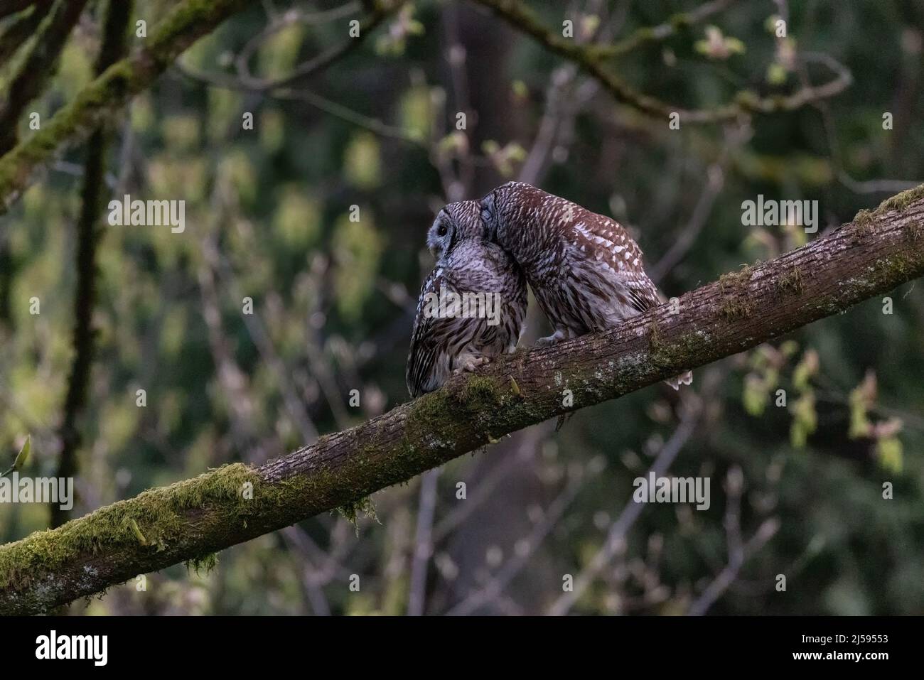 Barred Owl Bird at Vancouver BC Canada Stock Photo - Alamy