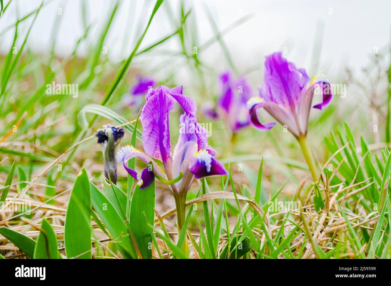 Iris reticulata bakeriana hi-res stock photography and images - Alamy
