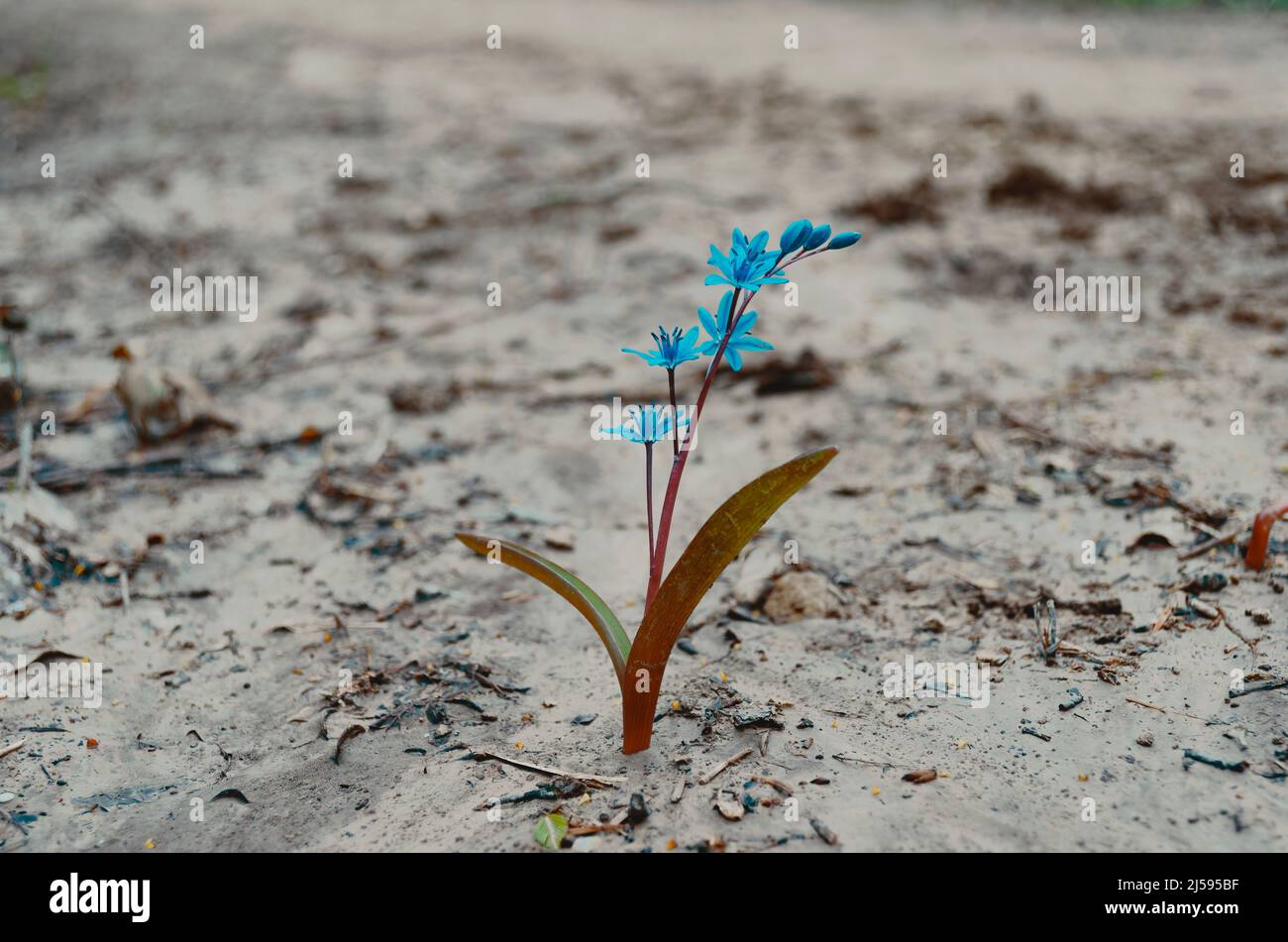 Scilla - purple delicate flower in the middle of a forest path Stock ...
