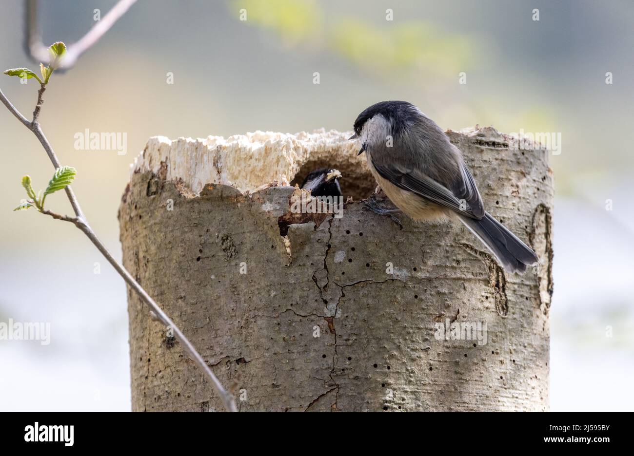 Black Capped Chickadee Nest