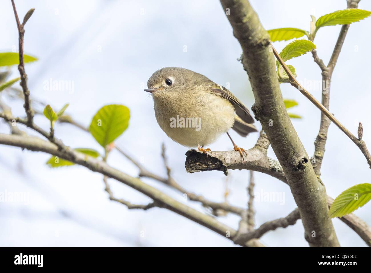 Ruby crowned Kinglet at Vancouver BC Canada Stock Photo - Alamy