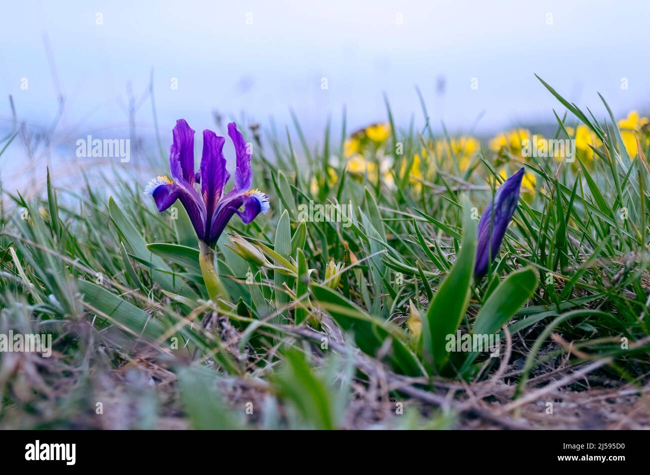 Iris reticulata. bakeriana is a variety of plant in the genus Iris ...