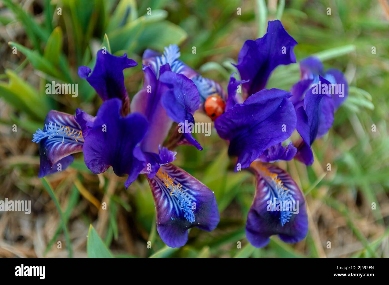 Iris reticulata. bakeriana is a variety of plant in the genus Iris ...