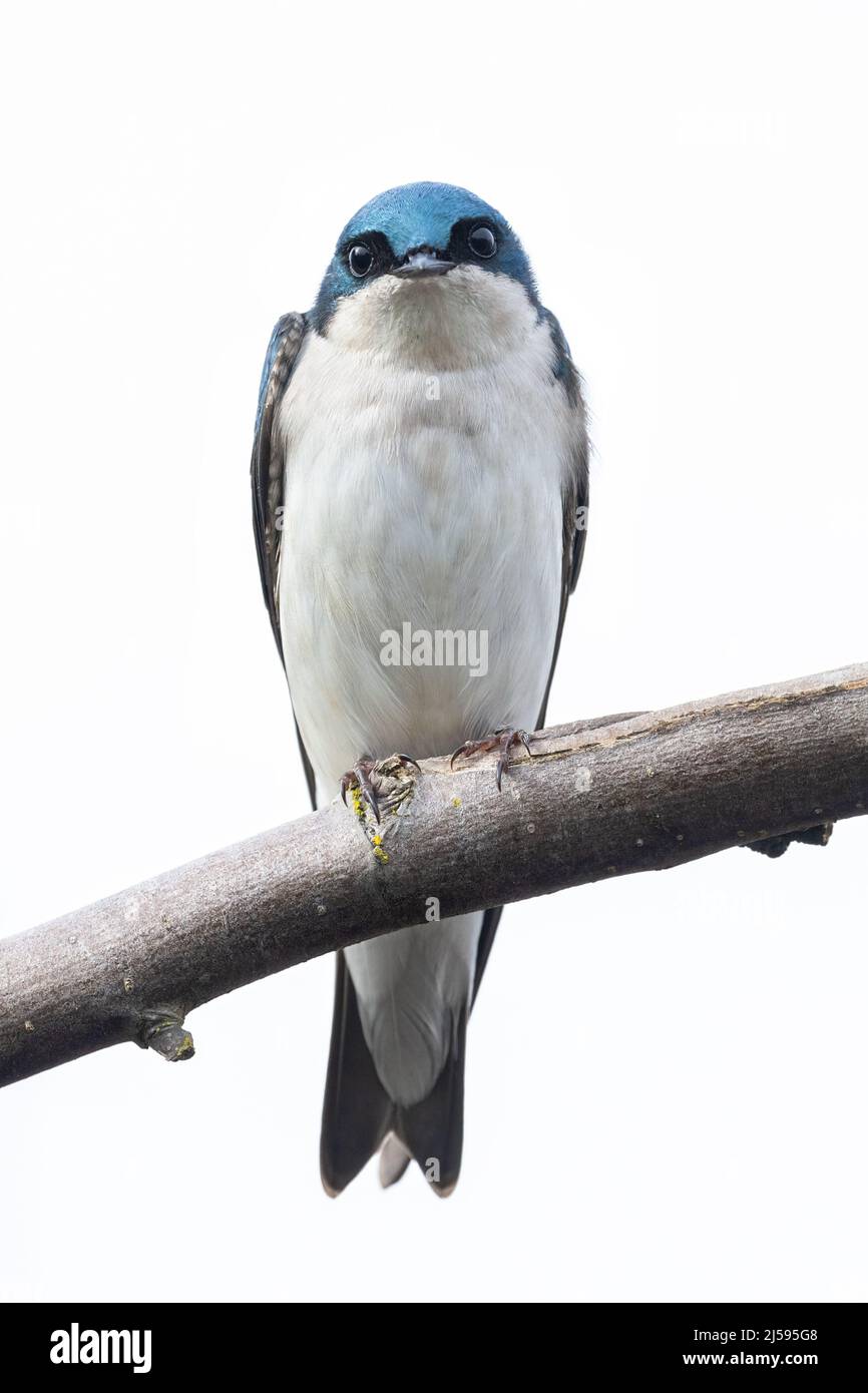 Bird swallow tree Cut Out Stock Images & Pictures - Alamy