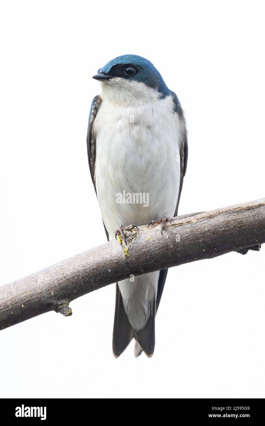 Tree swallow bird at Vancouver BC Canada Stock Photo - Alamy