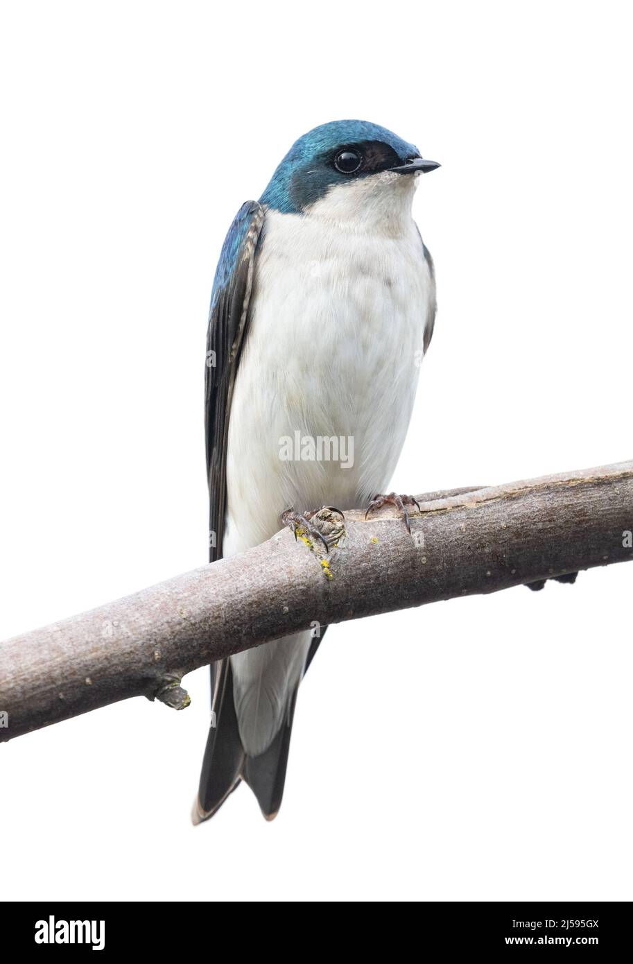 Tree swallow bird at Vancouver BC Canada Stock Photo - Alamy