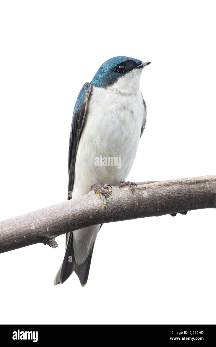 Tree swallow bird at Vancouver BC Canada Stock Photo - Alamy