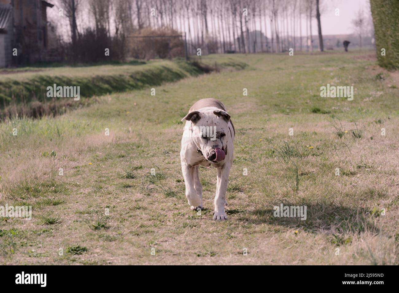 Dog, field, nature Stock Photo - Alamy