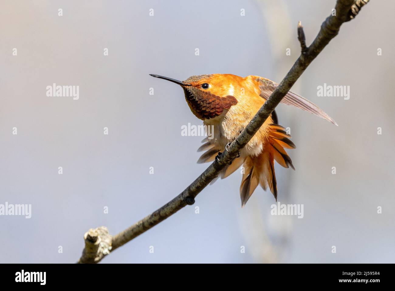 yellow Rufous Hummingbird at Vancouver BC Canada Stock Photo - Alamy