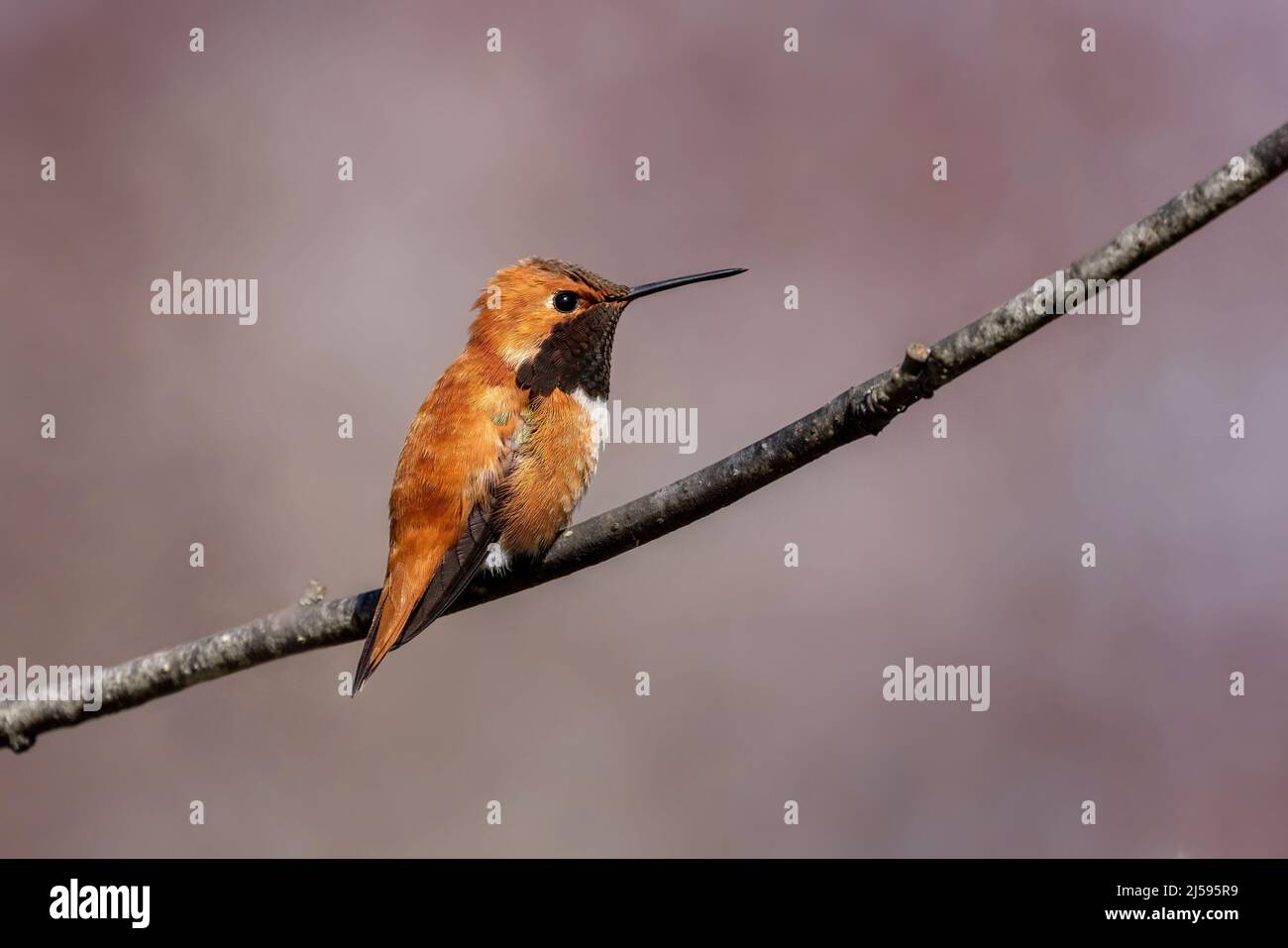 yellow Rufous Hummingbird at Vancouver BC Canada Stock Photo - Alamy