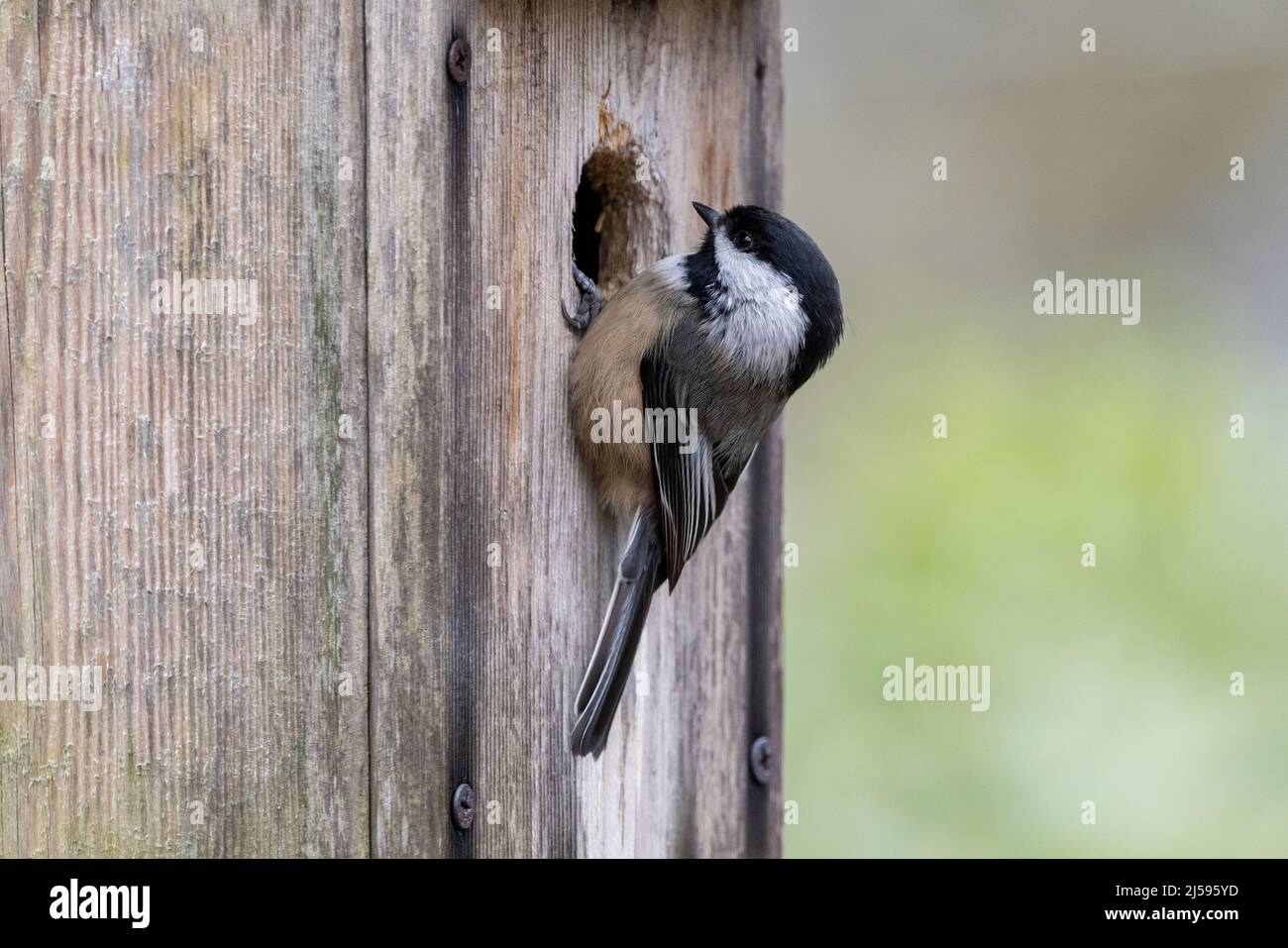 Black capped chickadee nest at Vancouver BC Canada Stock Photo - Alamy