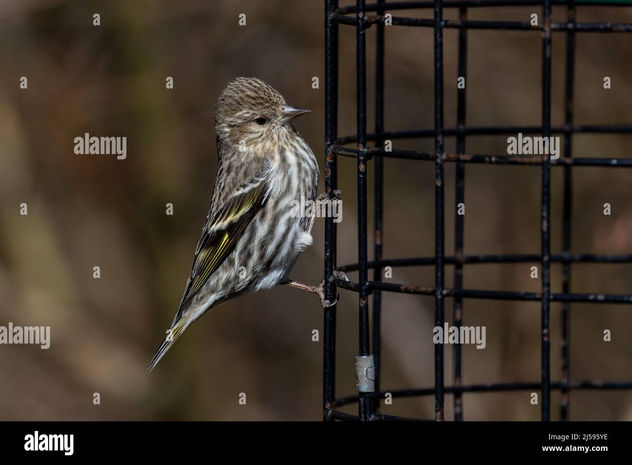 Siskin bird feeder hi-res stock photography and images - Alamy