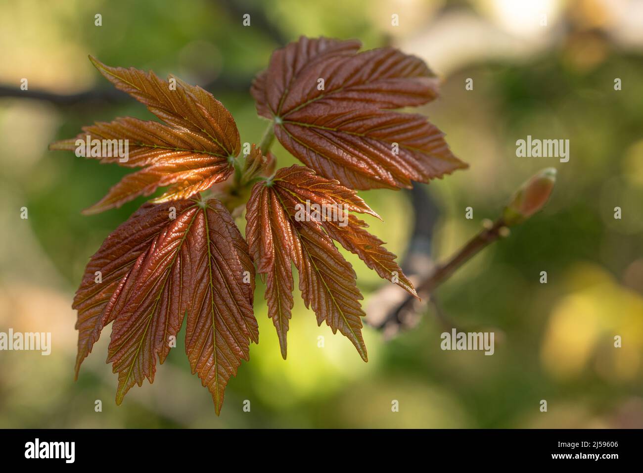 Young sycamore (Acer pseudoplatanus) leaves in the Spring sunshine ...